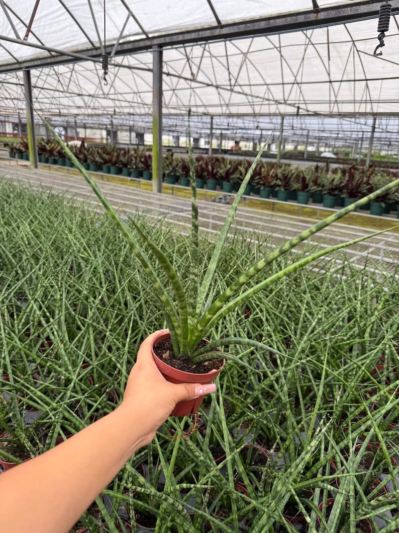 Sansevieria Fernwood Mikado Snake Plant – Modern Indoor Plant – Easy ...