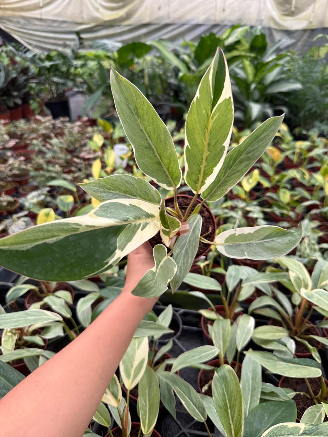 Variegated Philodendron Shady Lady | Rare Aroid Houseplant - Etsy