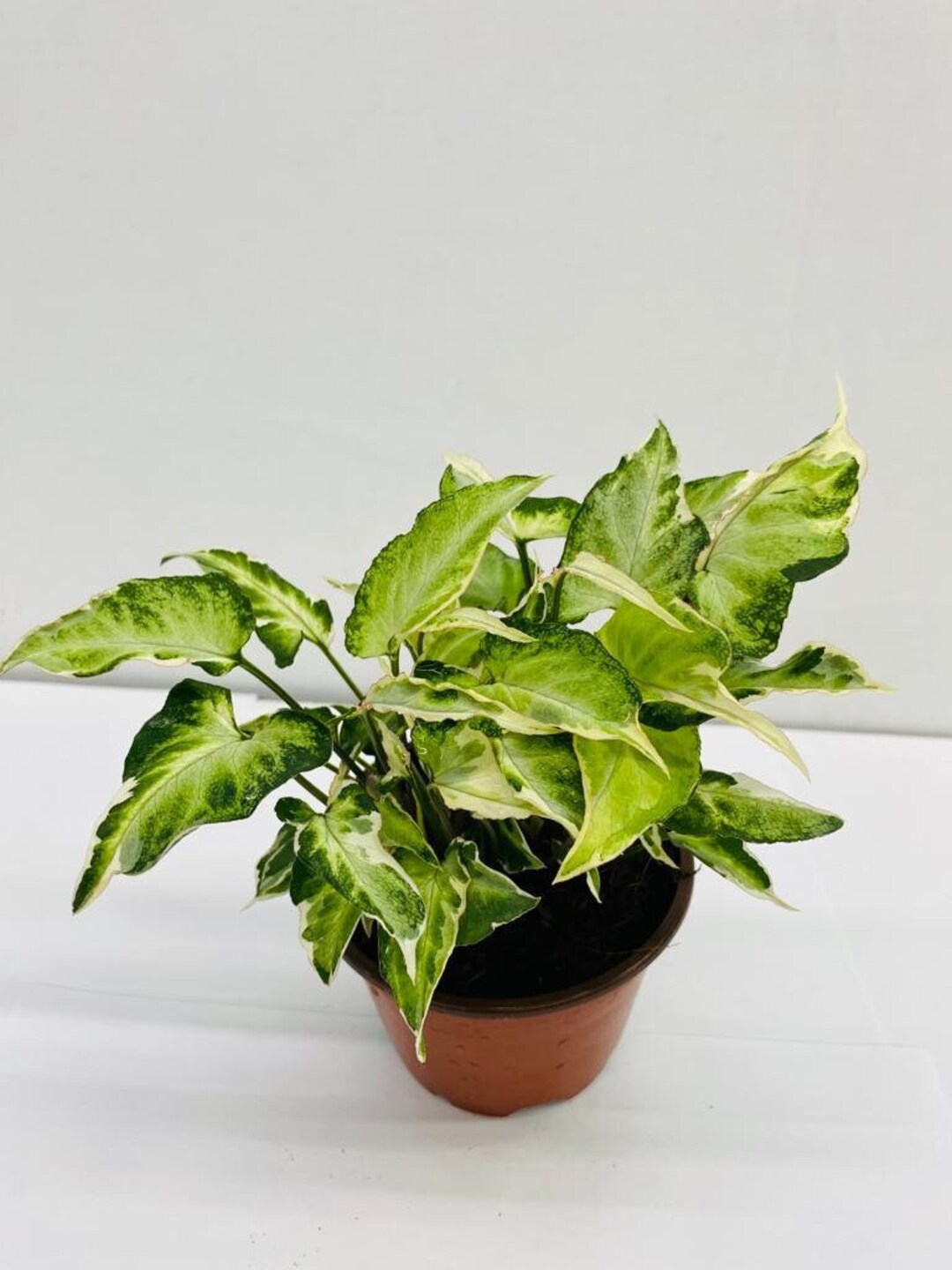 2pot/4 Syngonium Starlite - Etsy