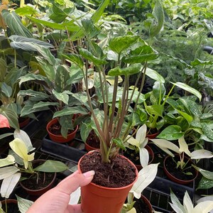 Syngonium Godzilla : Indoor Plants - Easy Care Houseplant - Starter ...