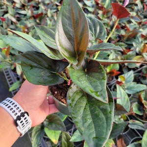 Syngonium Erythrophyllum "red Arrow": Live Indoor Plants - Easy Care ...