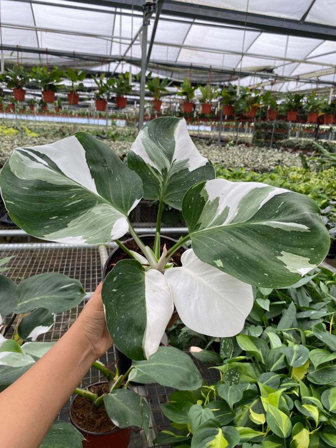Philodendron White Wizard “high Color” - Live Indoor Houseplant – Rare ...