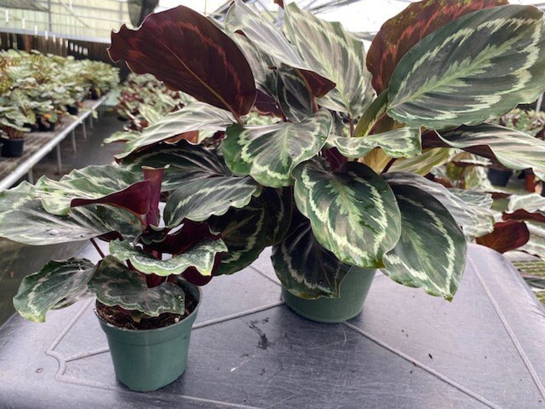 Calathea Medallion Live Plant – Easy Care Indoor Houseplant, Low Light ...