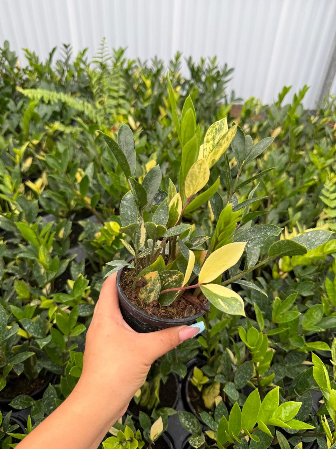 ZZ Plant Variegated " Rare Tropical" - Etsy