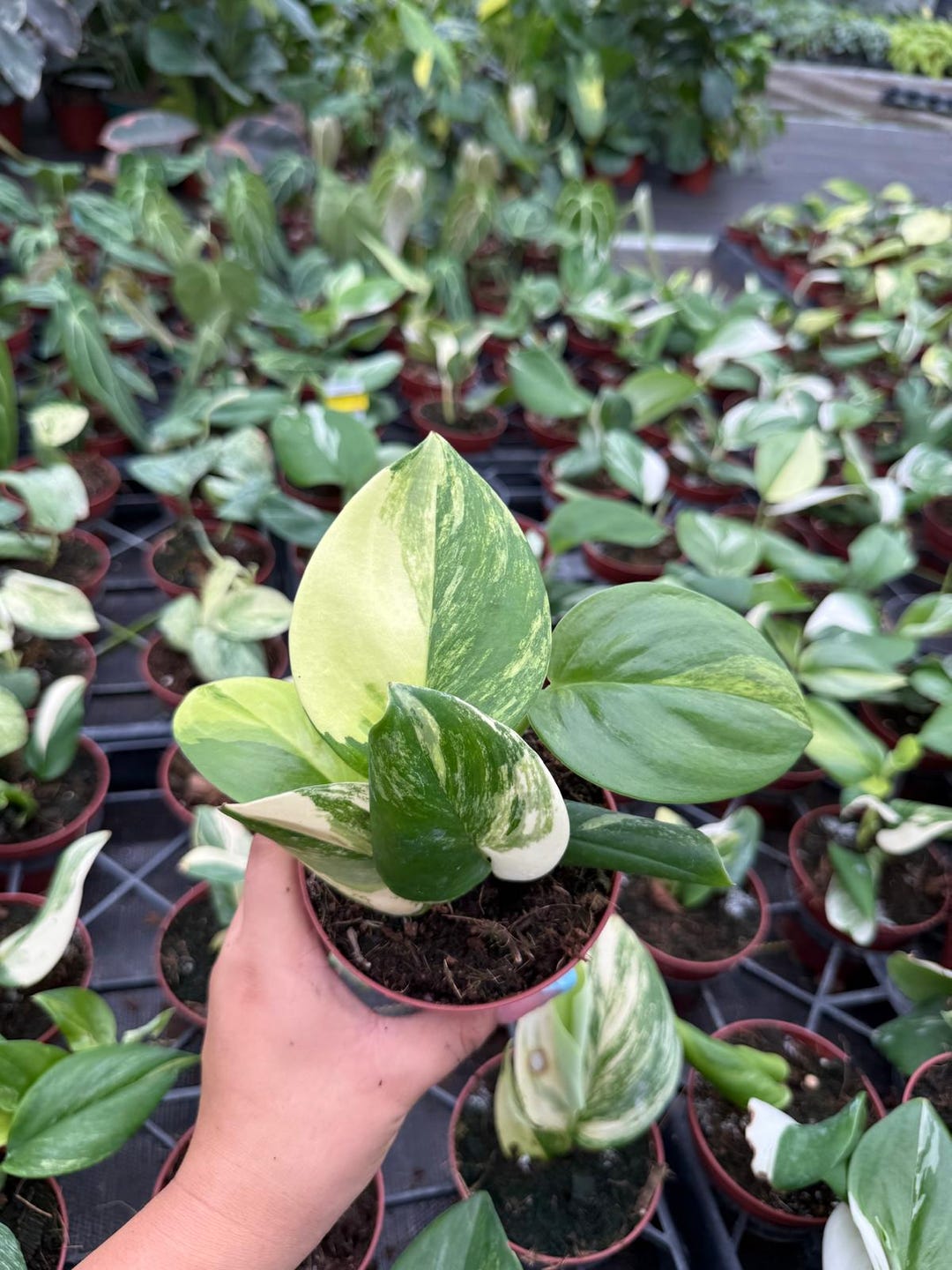 Scindapsus Rubicon Variegated - Etsy