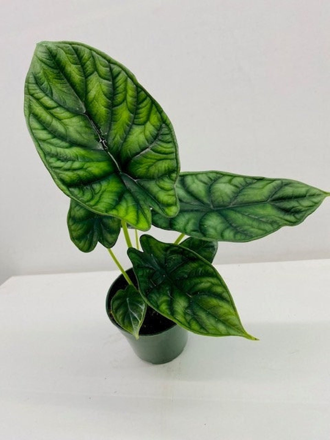 Escala de dragón Alocasia de 4: Plantas de interior Planta de interior ...