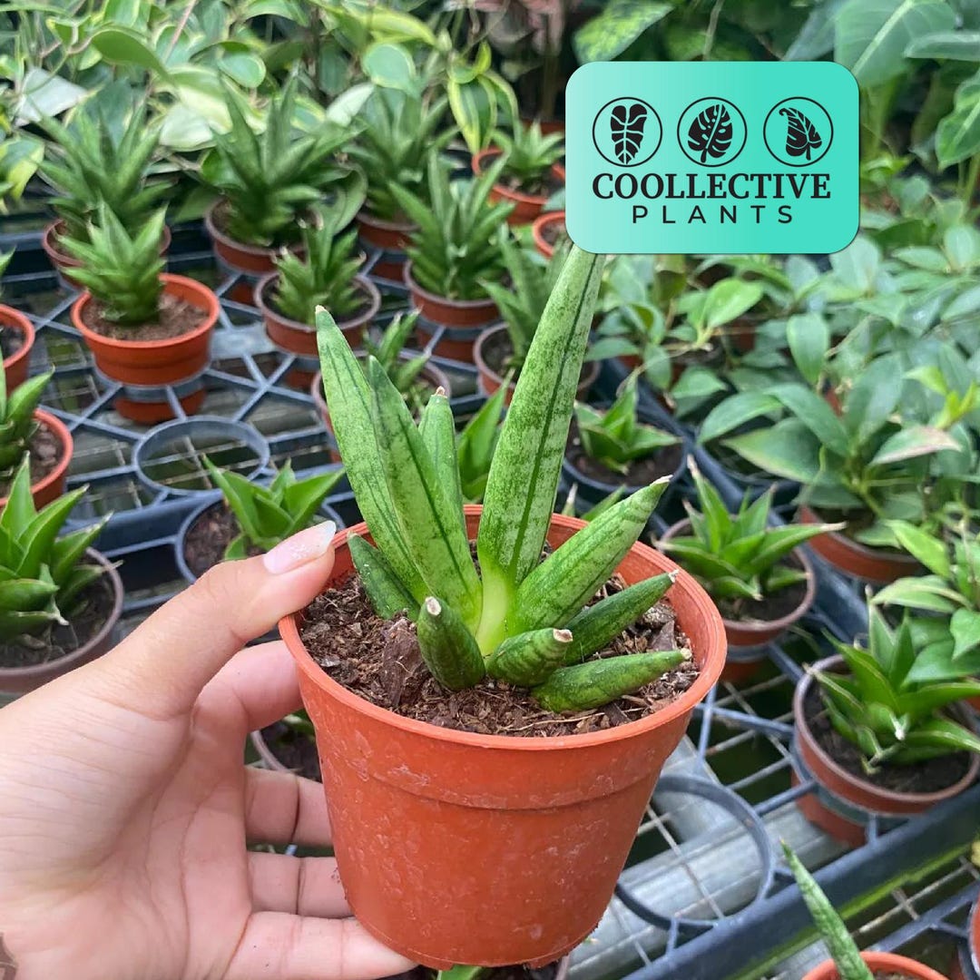 Sansevieria Hedgehog Live Plant – Unique Spiky Snake Plant – Low ...