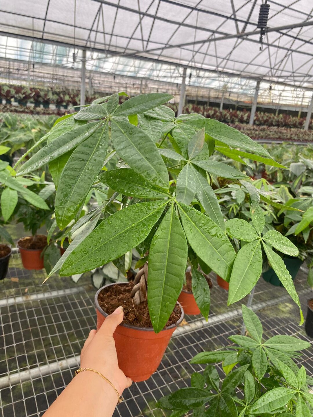 6 Money Tree Braid : Indoor Plants Easy Care Houseplant Live Indoor ...