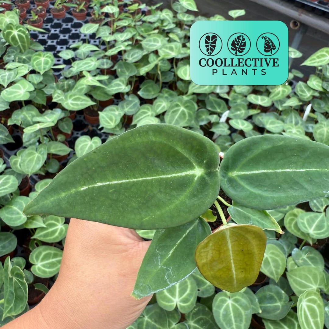 Anthurium Forgetti, Rare Tropical Houseplant - Indoor Plant, Easy Care ...