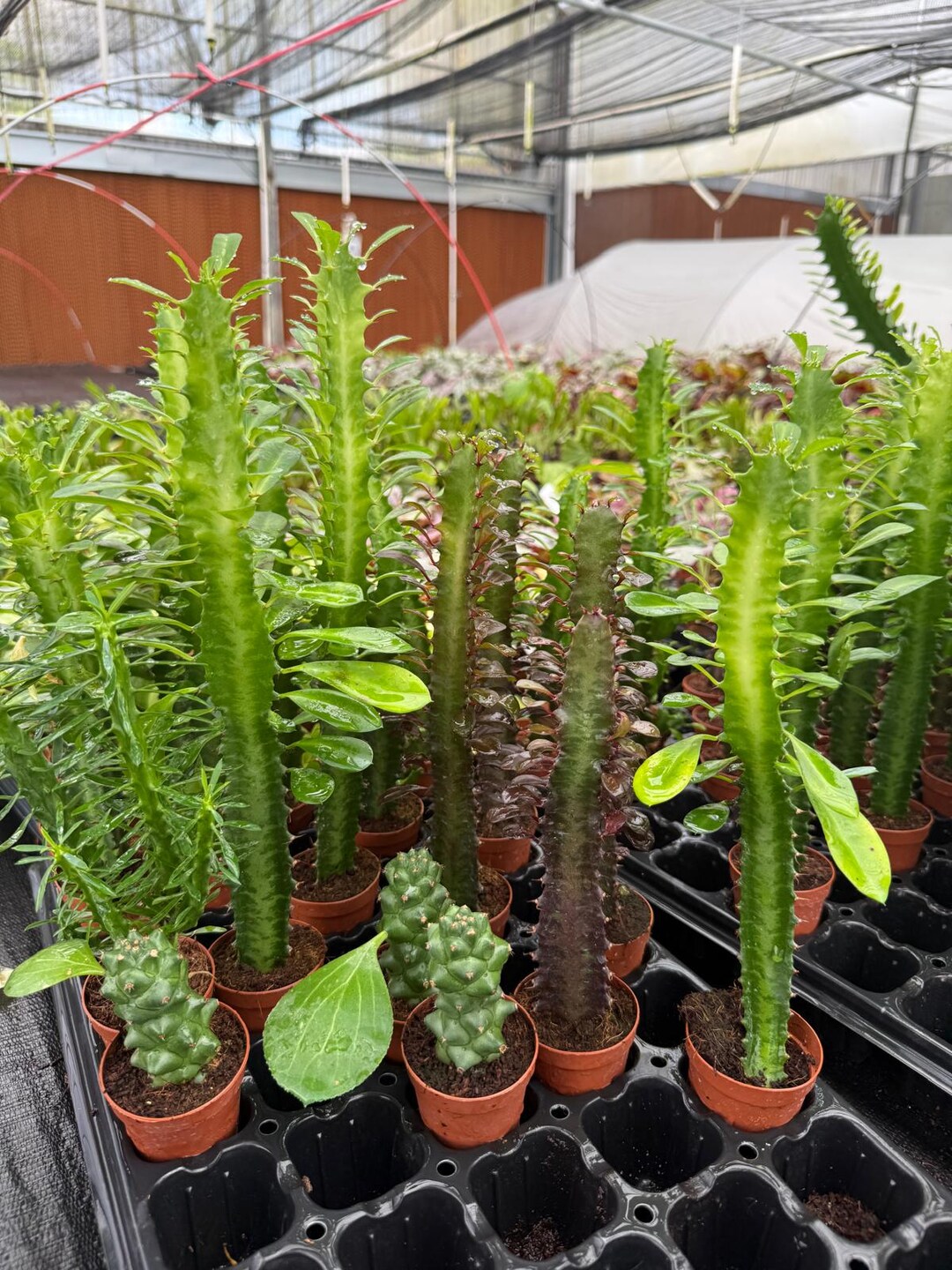 Live Euphorbia Plant Assorted – Pick Your Euphorbia | Rare Succulent ...