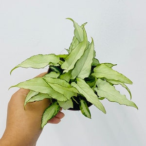 Syngonium Silver Fox : Indoor Plants - Easy Care Houseplant - Starter ...