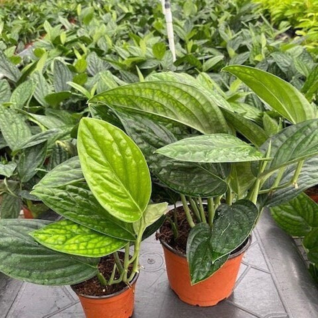 Monstera Peru - Rare Live Indoor Climbing Plant – Easy Care Tropical ...