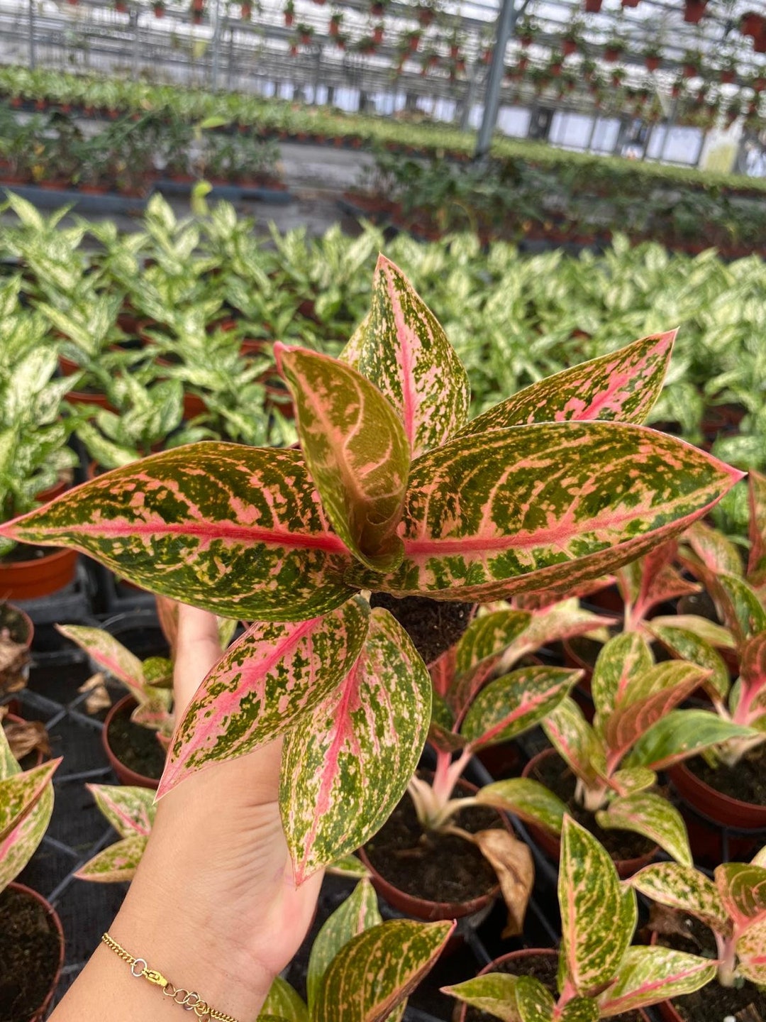 Aglaonema Golden Powder - Etsy