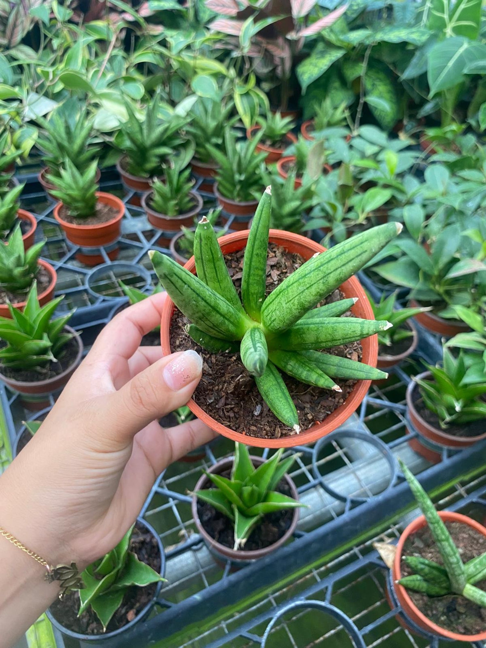 Sansevieria Hedgehog Live Plant – Unique Spiky Snake Plant – Low ...