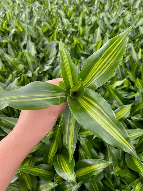4" Dracaena Giganta – Tall Indoor Houseplant – Easy Care Live Plant ...