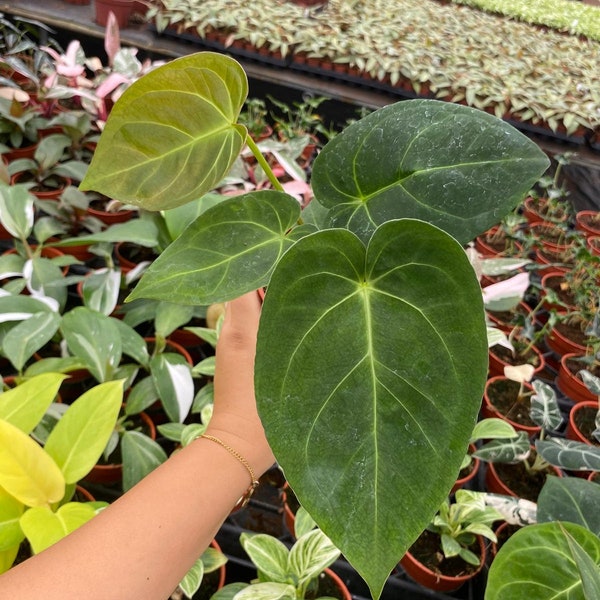 Anthurium Forgetii - Etsy