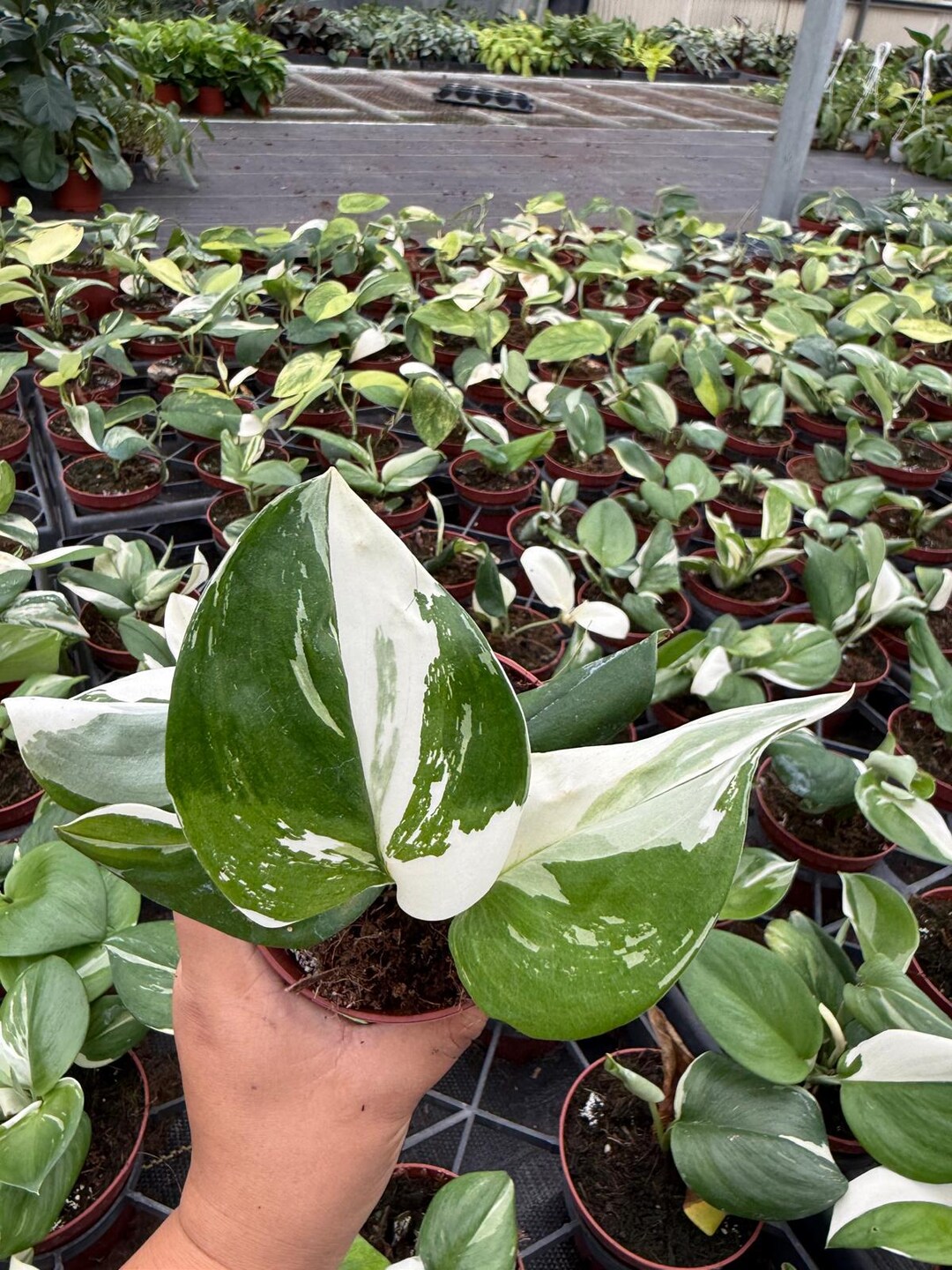 4" Scindapsus Treubii Moonlight Variegated - Etsy