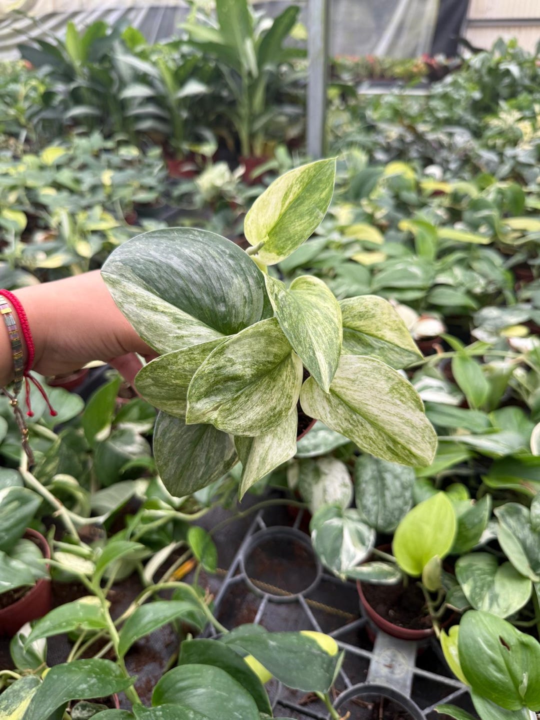 Scindapsus Rubicon Variegated - Etsy