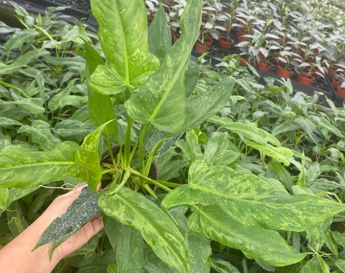 4" Philodendron Golden Dragon - Etsy