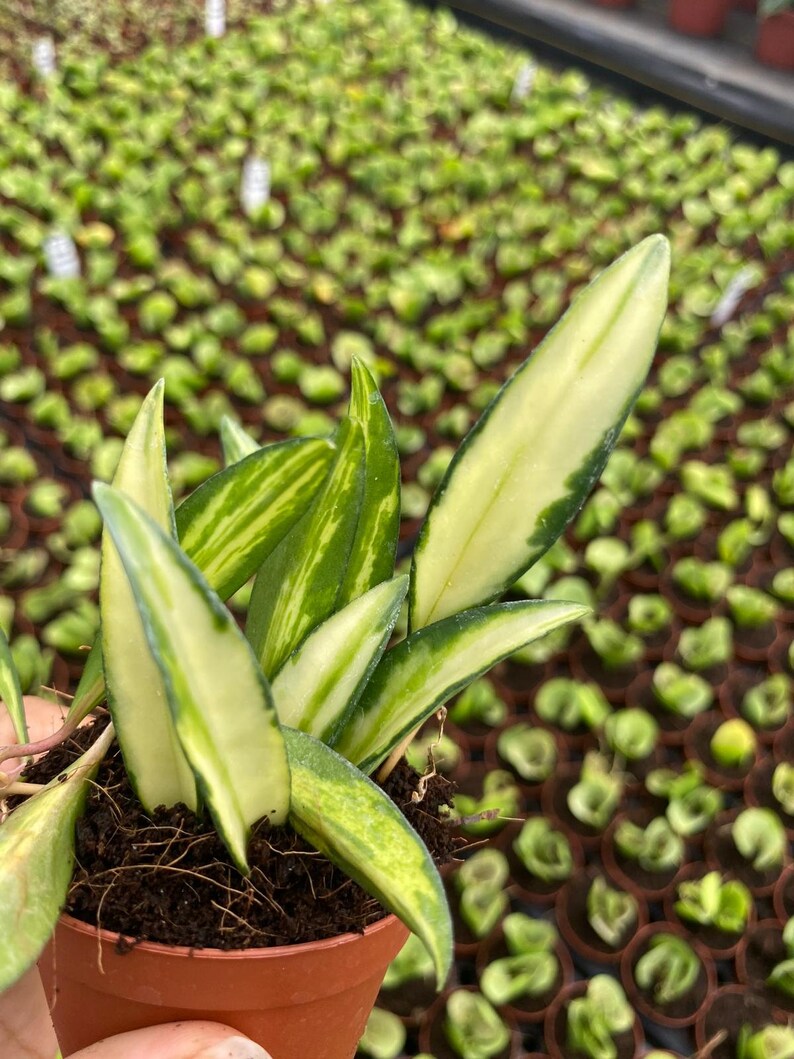 Hoya Wayetti Tricolor: Trailing Hoya With Green, Cream & Pink Leaves ...