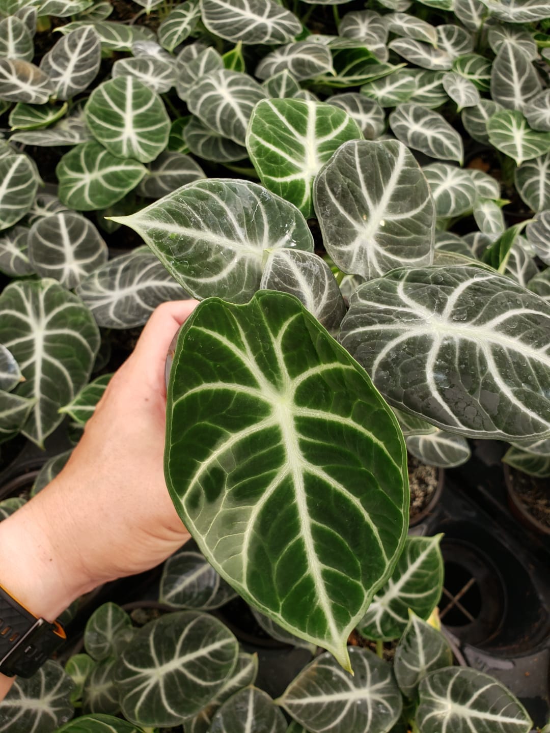 Alocasia Ninja : Indoor Plants - Easy Care Houseplant - Starter Plant ...
