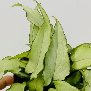 Syngonium Silver Fox : Indoor Plants - Easy Care Houseplant - Starter ...