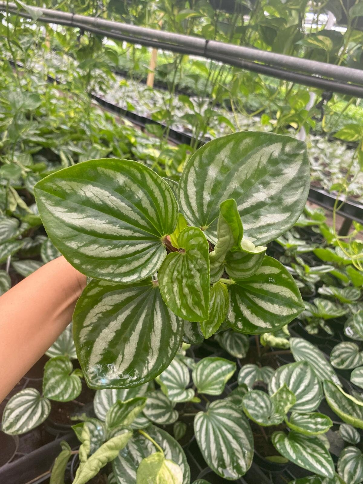 4" Peperomia Ecuador - Etsy