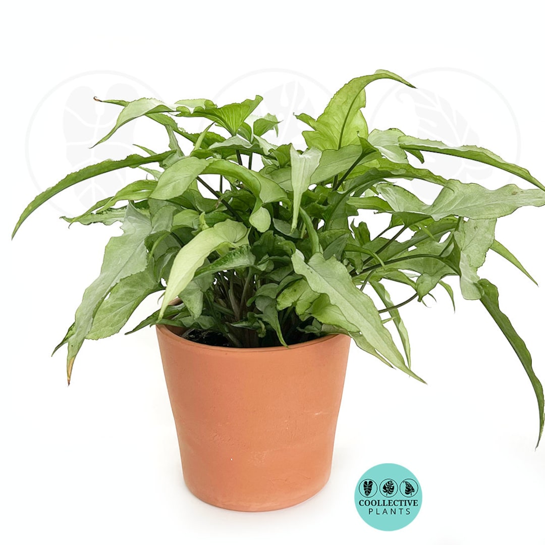 Syngonium Silver Fox : Indoor Plants - Easy Care Houseplant - Starter ...
