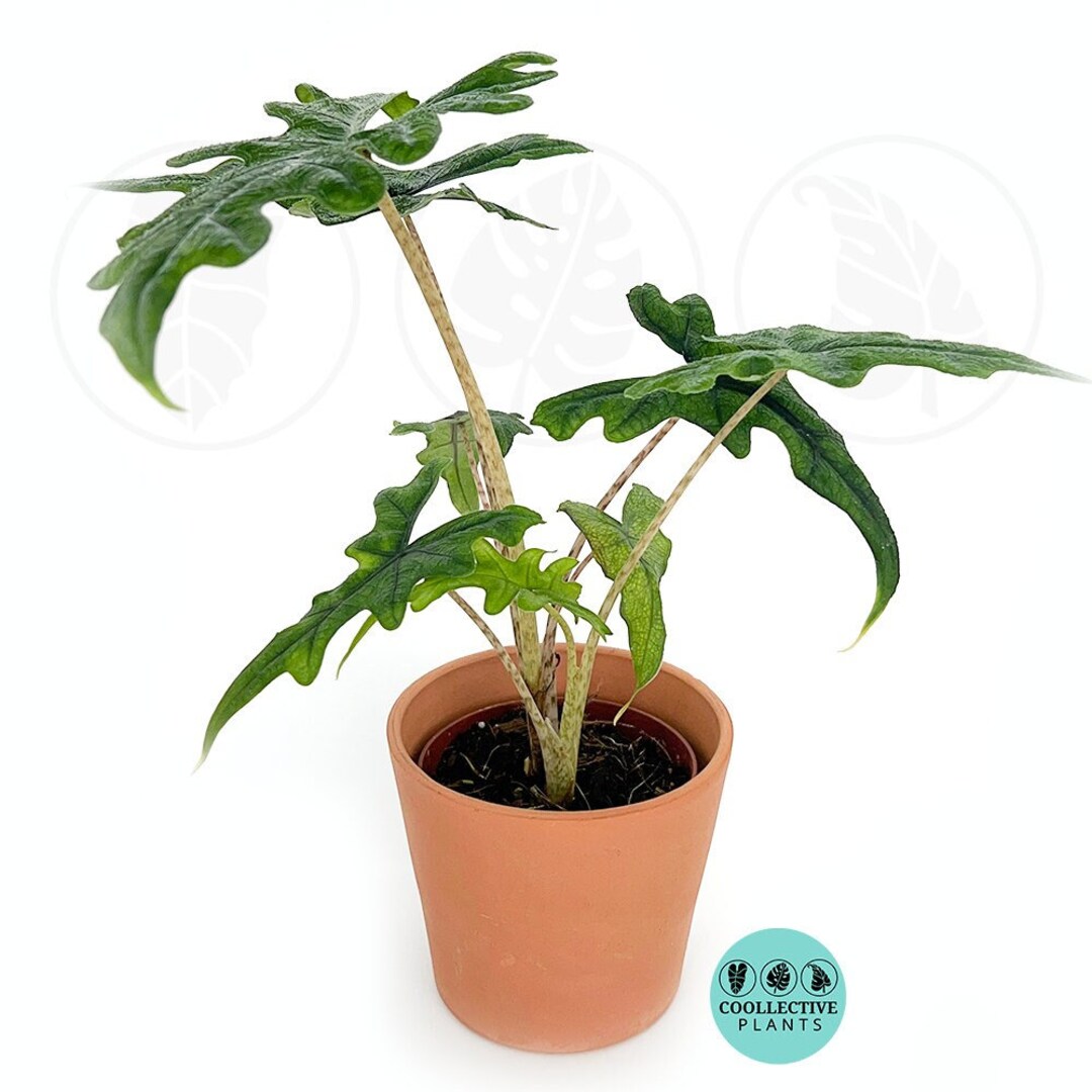 Alocasia Jacklyn rare Plant : Indoor Plants Easy Care Houseplant ...