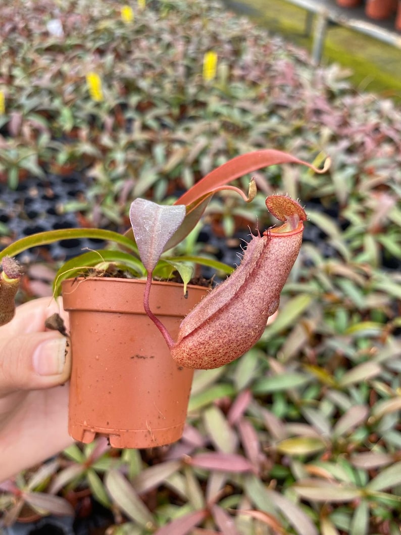 2" Nepenthes Rebecca, Carnivorous Pitcher Plant - Rare Indoor Plant ...