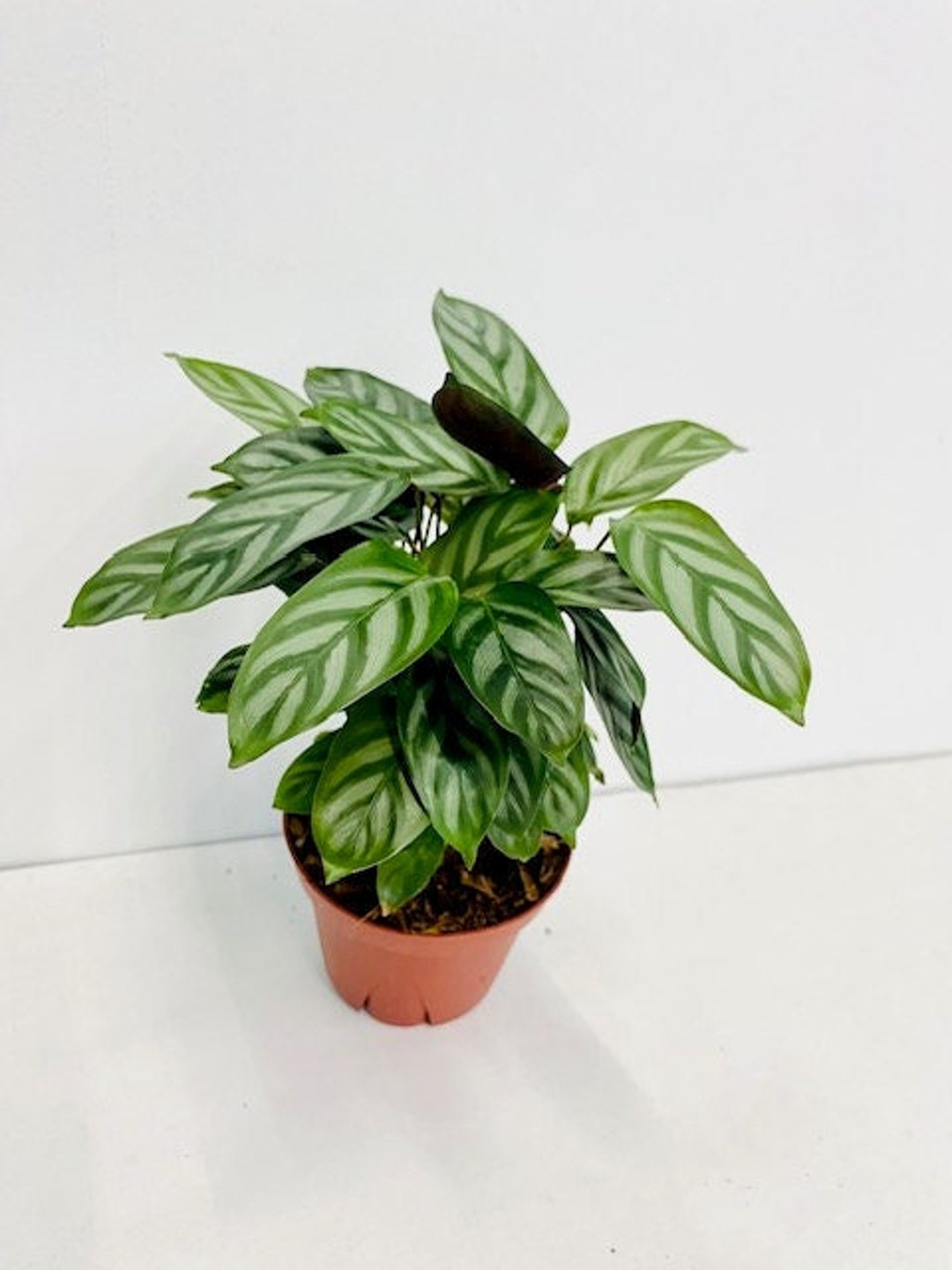 Calathea Silver Star : Indoor Plants - Easy Care Houseplant - Starter ...