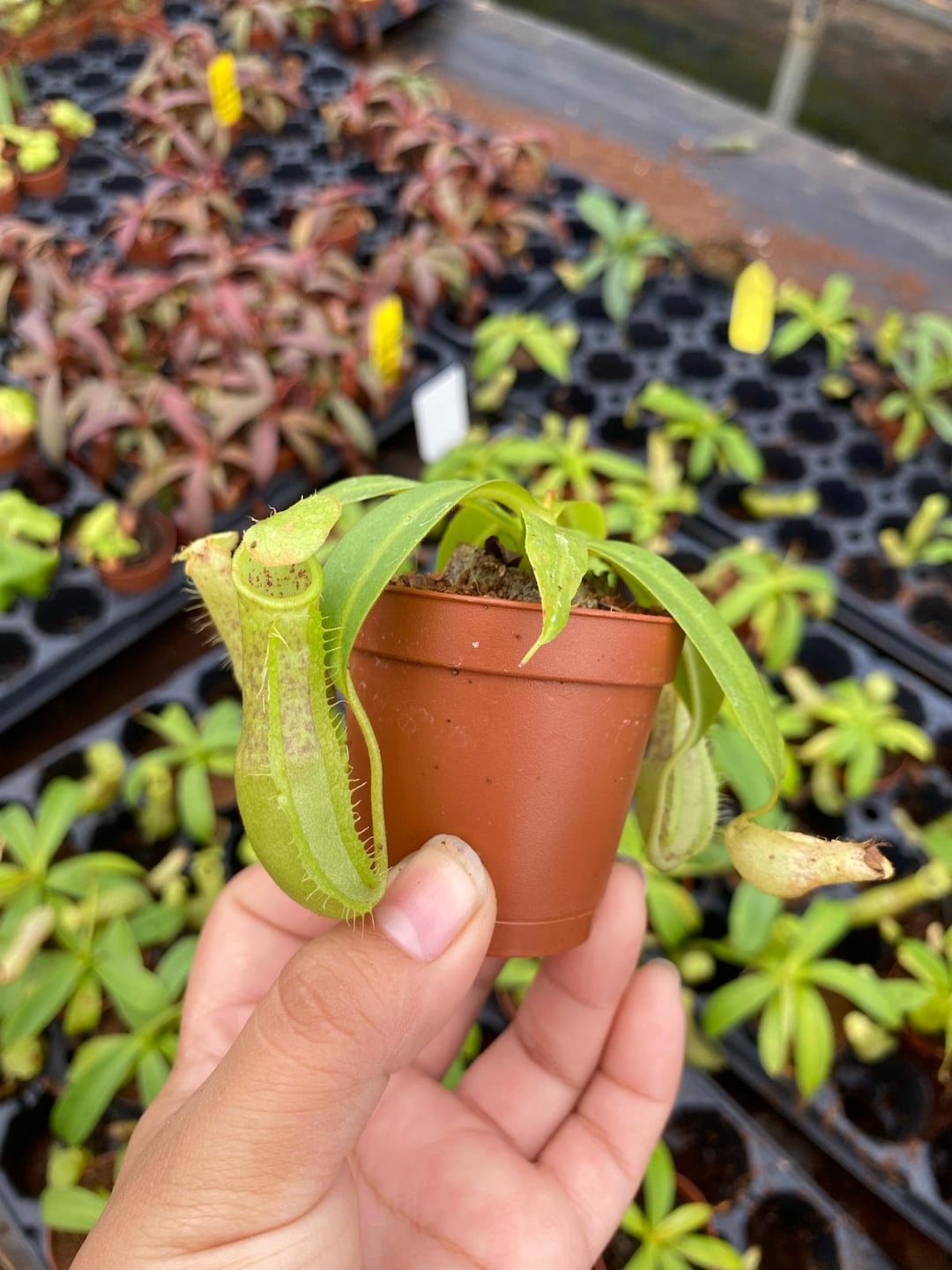 Nepenthes Hispida Beck 2 Inch Pot, Pitcher Plant, Indoor Plants Easy ...