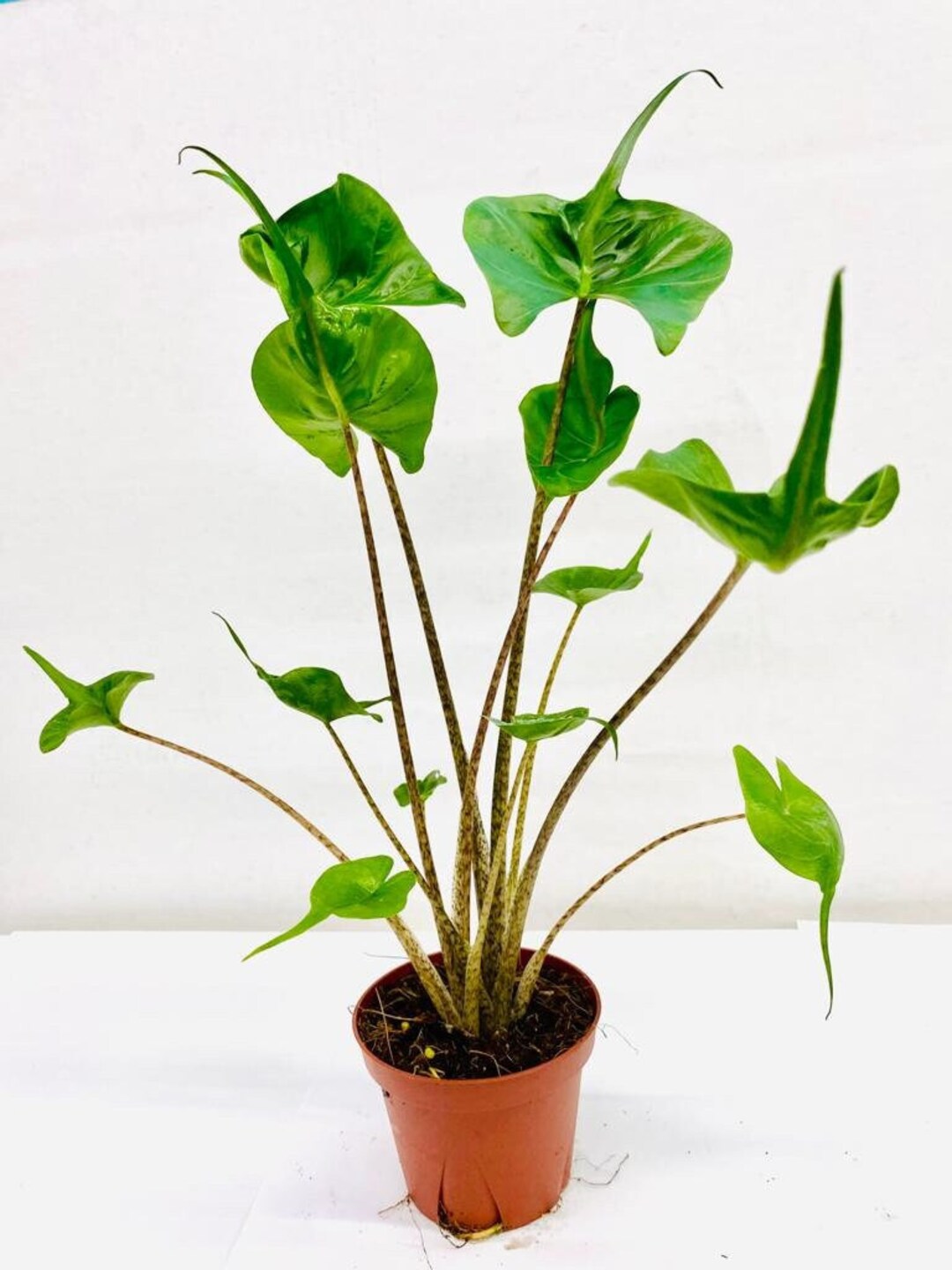 Alocasia Stingray Plant: Easy Care Indoor Houseplant - Etsy