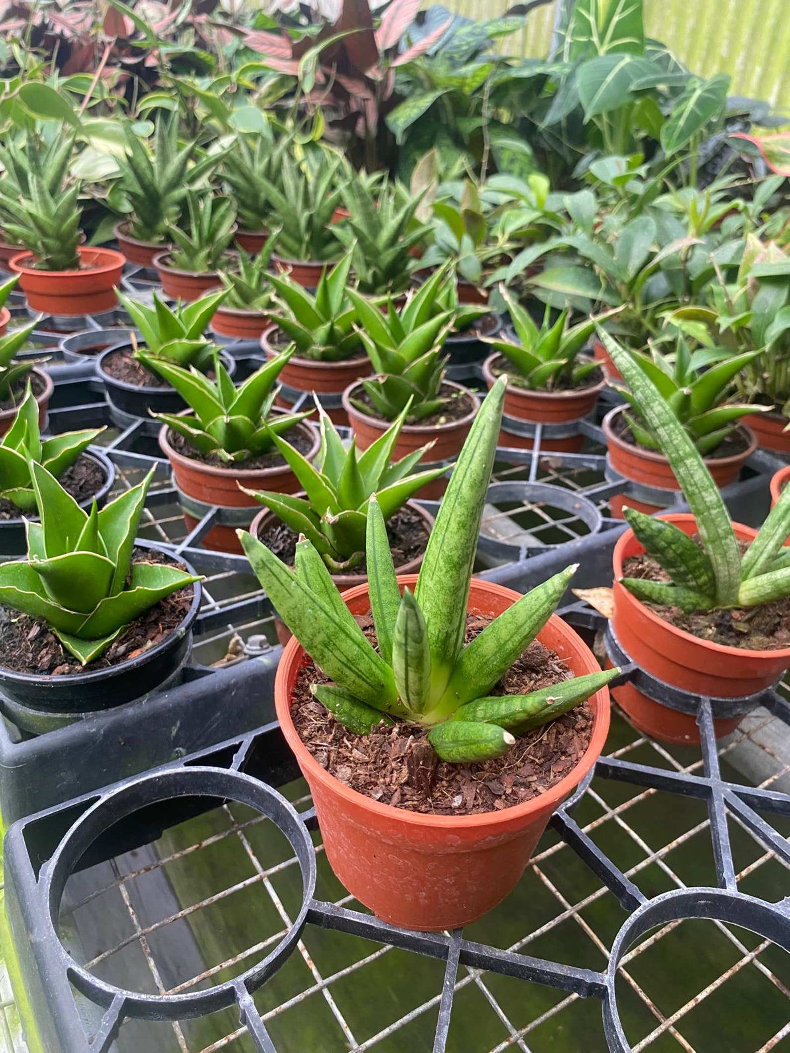 Sansevieria Hedgehog Live Plant – Unique Spiky Snake Plant – Low ...