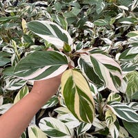Prayer Plant: Beauty Kim - Etsy