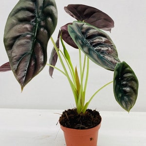 Alocasia Red Secret 'cuprea' : Indoor Plants - Easy Care Houseplant ...