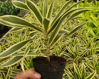 Song of India Tree - Etsy