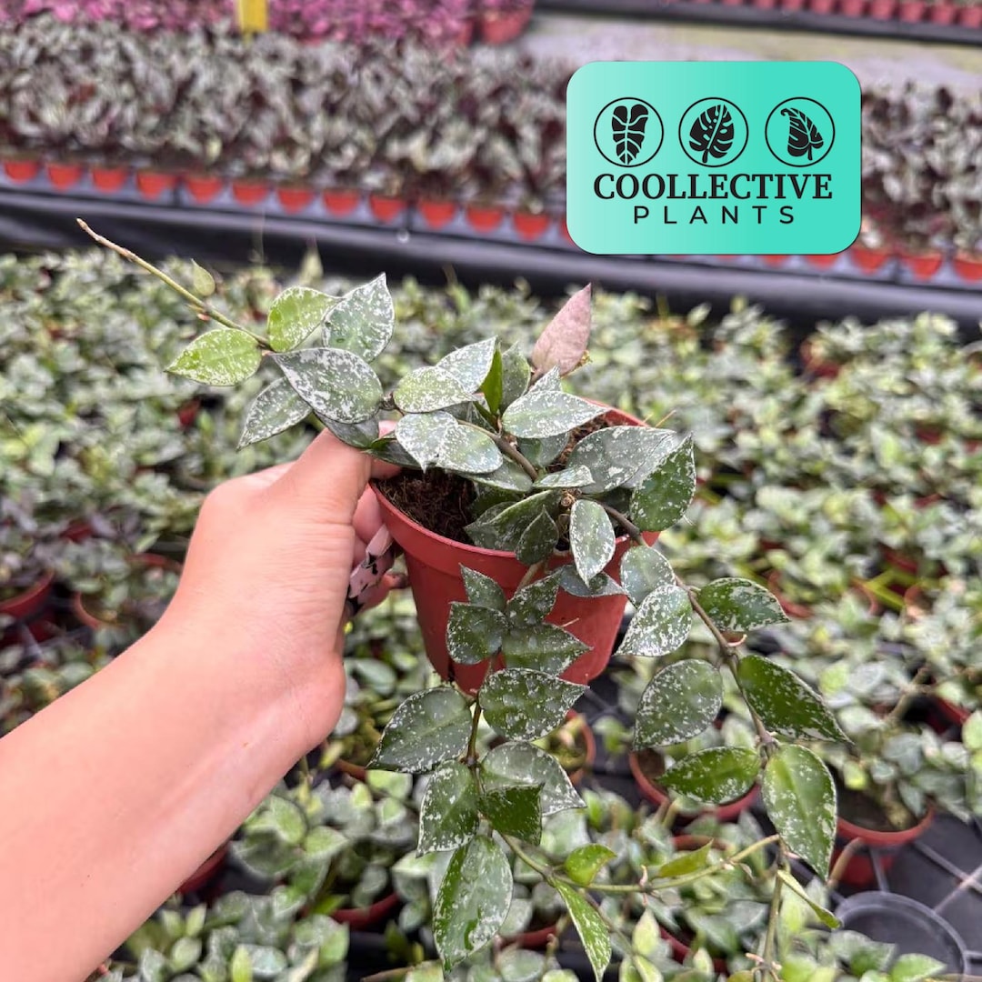 Hoya Krohniana Splash Live Plant – Rare Mini Trailing Hoya – Beginner ...