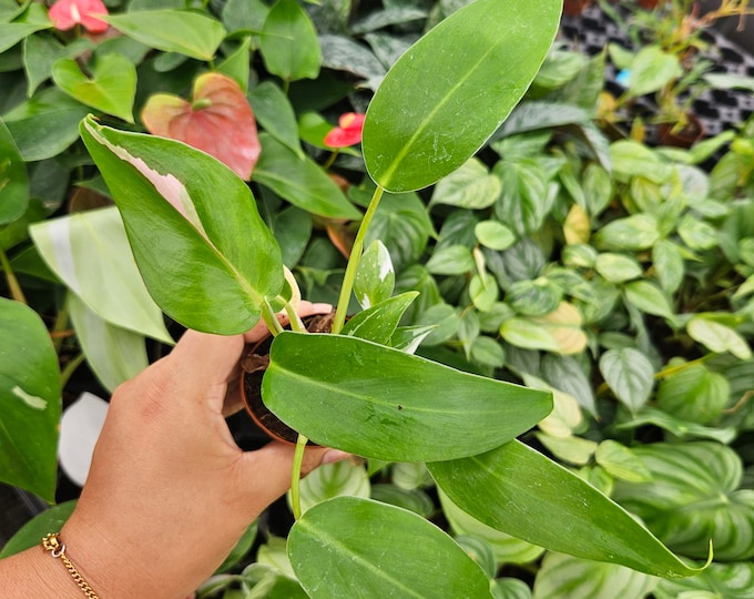Philodendron Tricolor White Princess - Etsy
