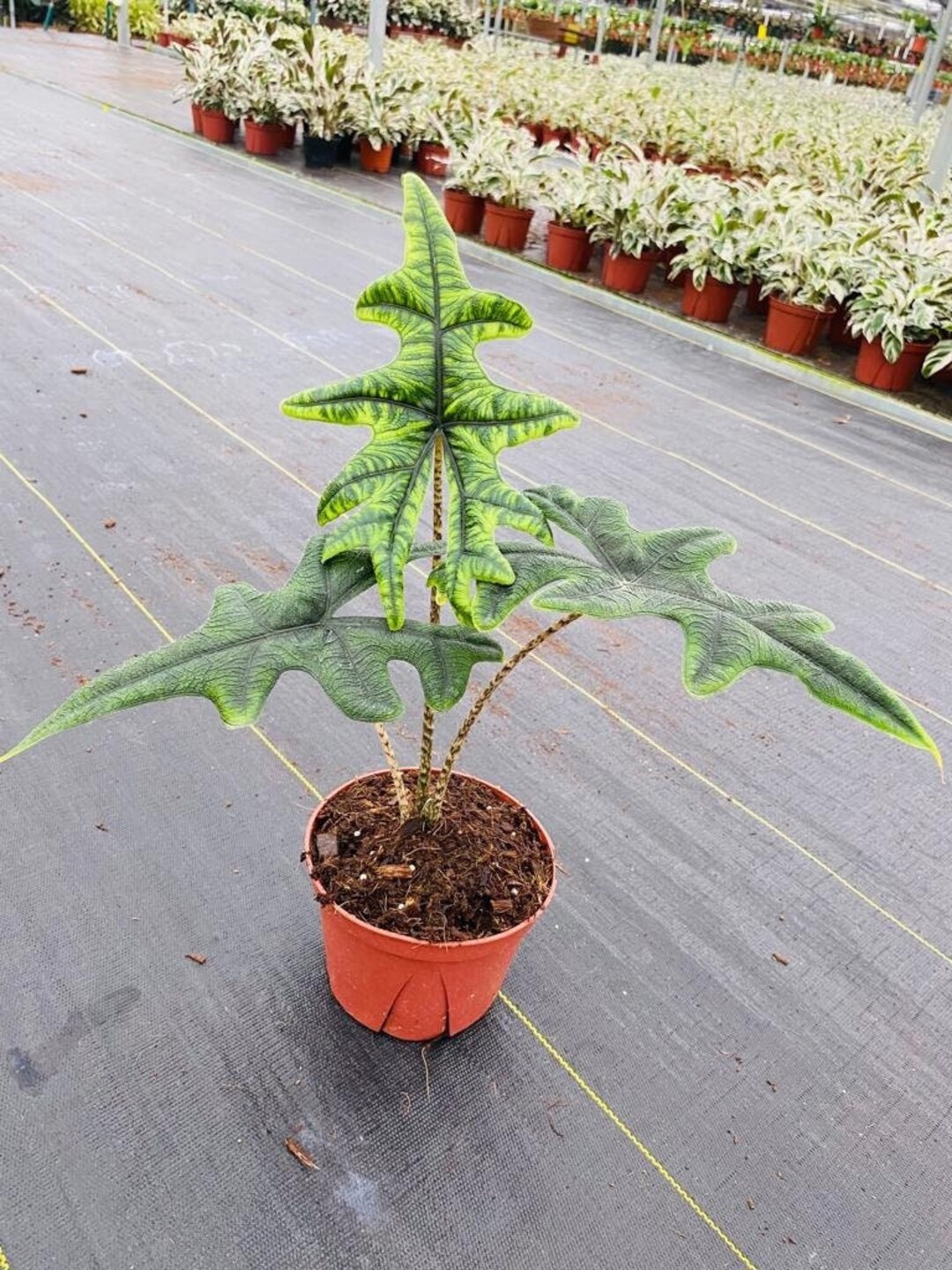 Alocasia Jacklyn rare Plant : Indoor Plants Easy Care Houseplant ...