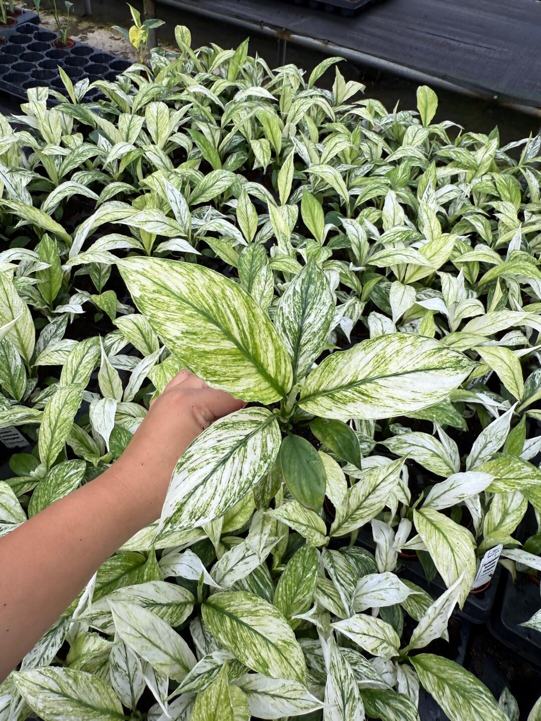 Spath Sensation Variegated - Etsy