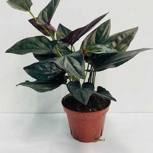 Syngonium Erythrophyllum "red Arrow": Live Indoor Plants - Easy Care ...