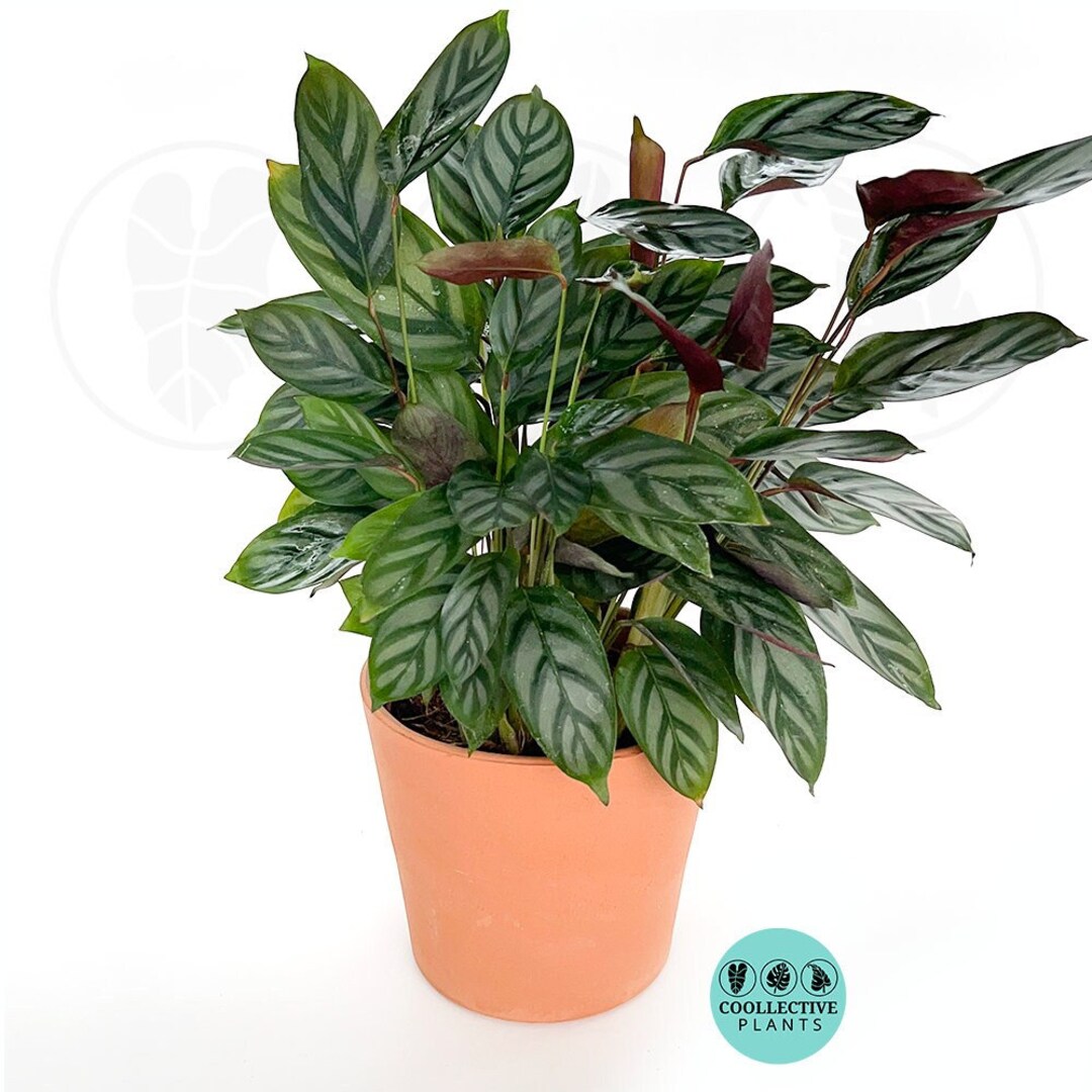 Calathea Silver Star : Indoor Plants Easy Care Houseplant Starter Plant ...