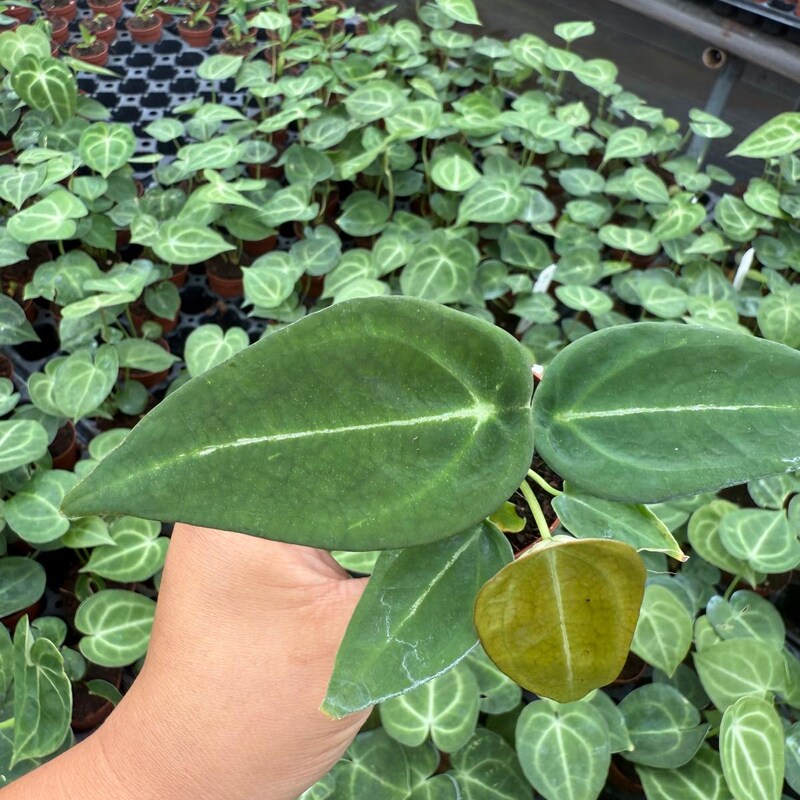 Anthurium Forgetii - Etsy