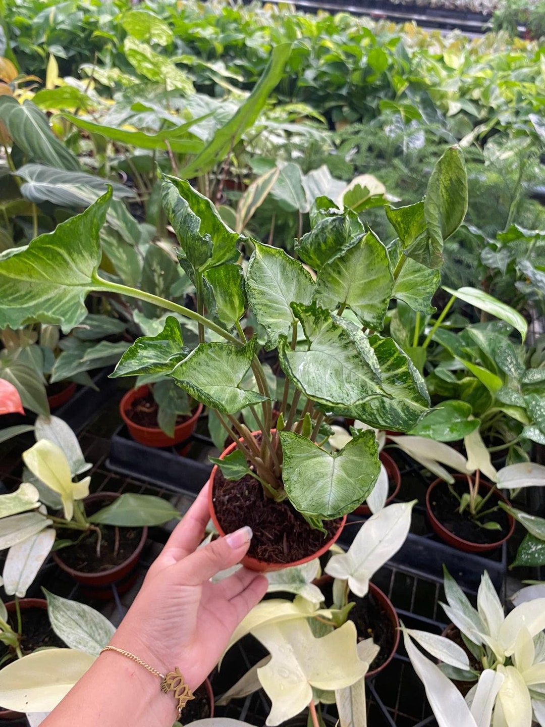 Syngonium Godzilla : Indoor Plants - Easy Care Houseplant - Starter ...