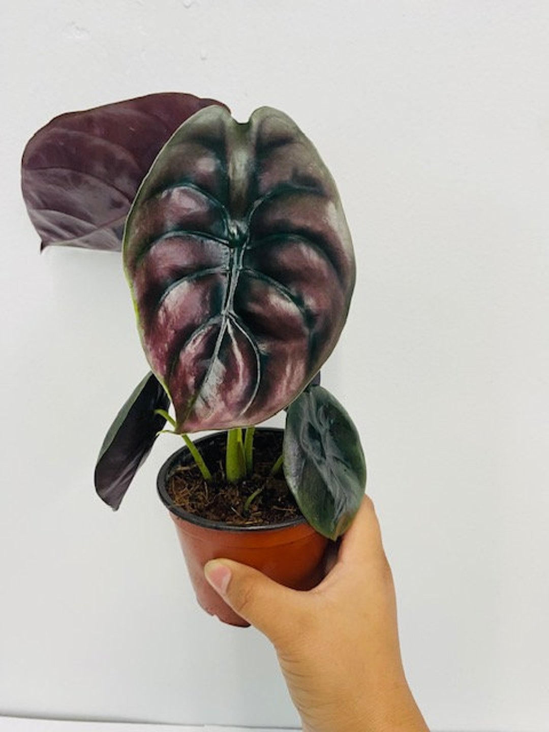 Alocasia Red Secret 'cuprea' : Indoor Plants Easy Care Houseplant ...