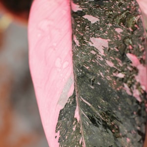 Philodendron Pink Princess Marble "high Pink Color" :indoor Plants ...