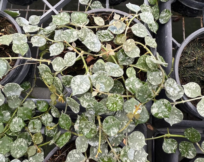 Hoya Curtisii Live Plant – Trailing Indoor Hoya With Silver Variegated ...
