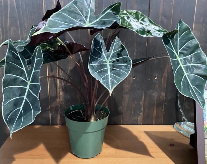 6" Alocasia Longiloba "dragon Tooth" - Etsy