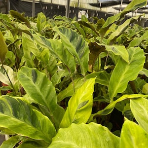 Calathea Yellow Fusion - Live Tropical Indoor Houseplant – Low ...